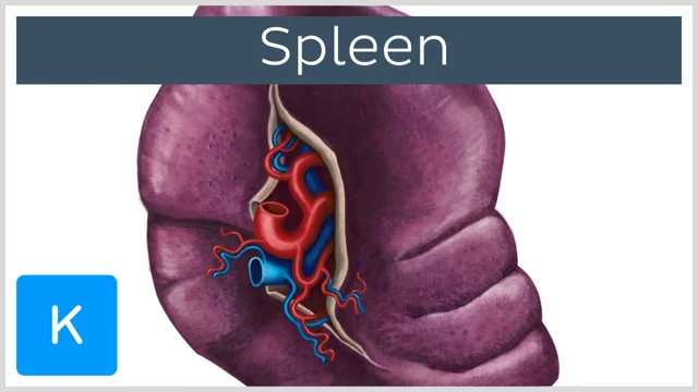 Real Human Spleen