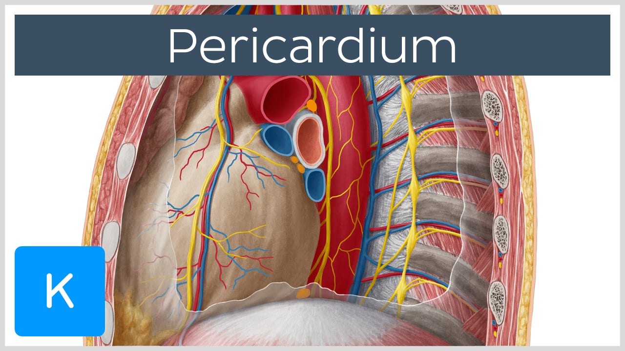 Pericardium Histology