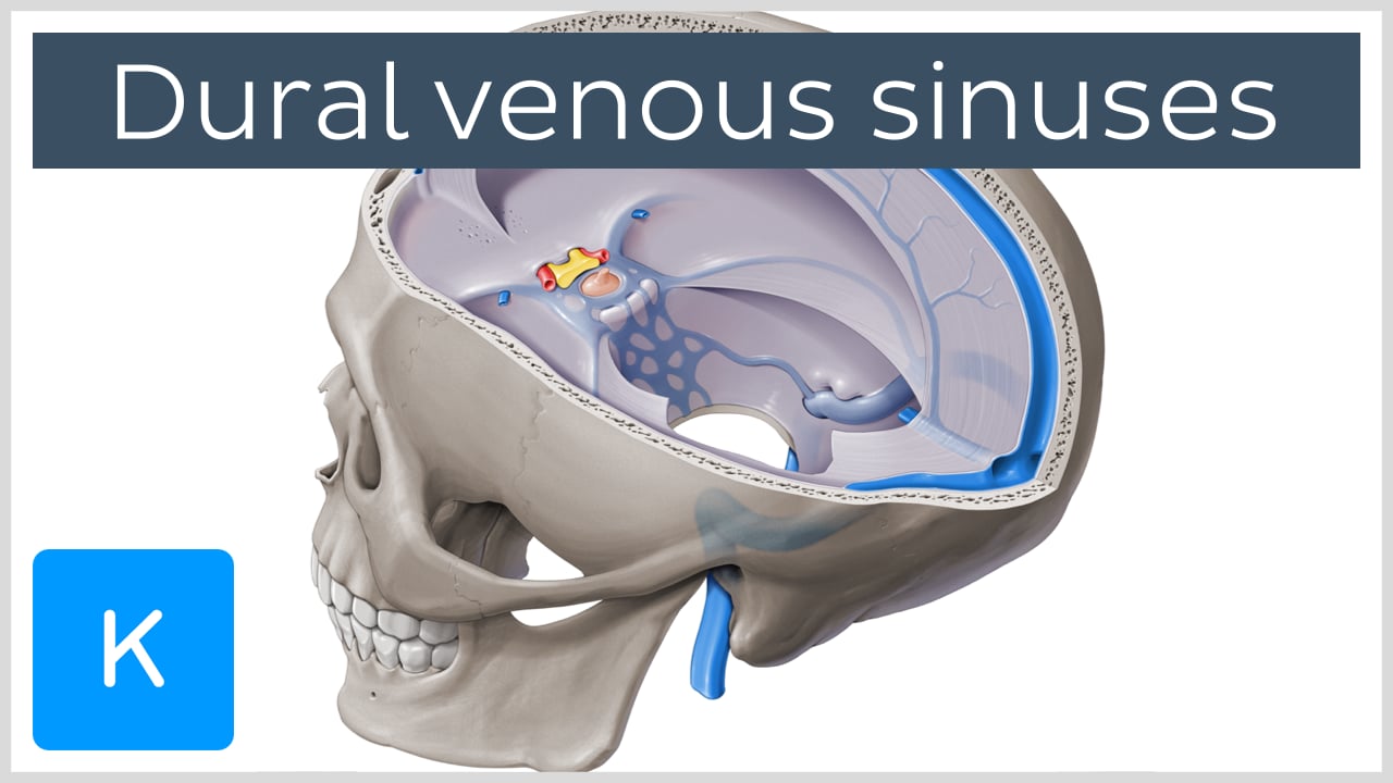 Dural Venous Sinuses