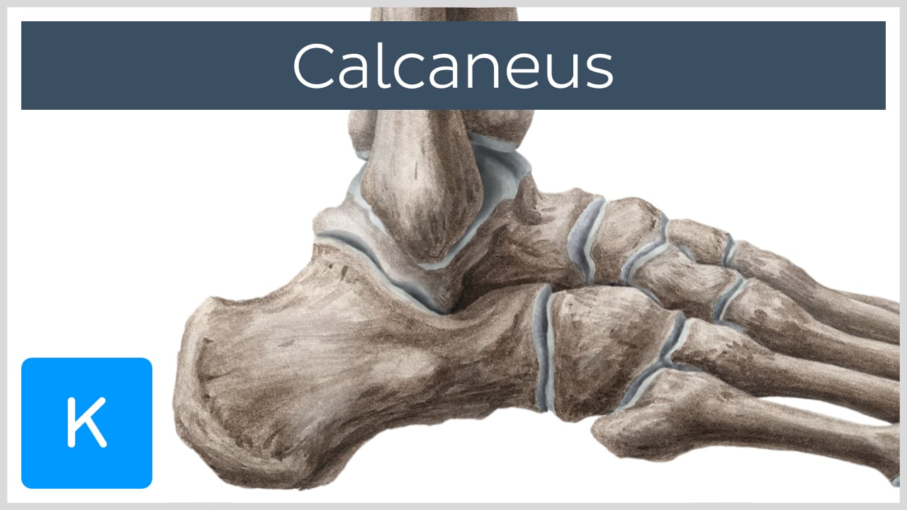 Calcaneus Anatomy