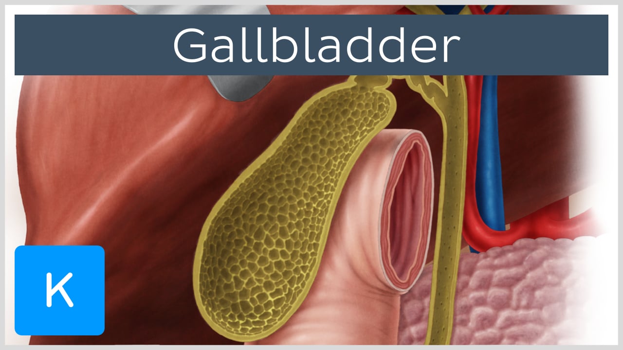 Gallbladder Anatomy Hartmann Pouch