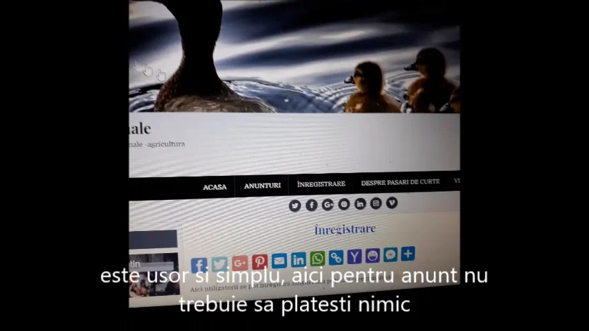 Piata Animale on Vimeo