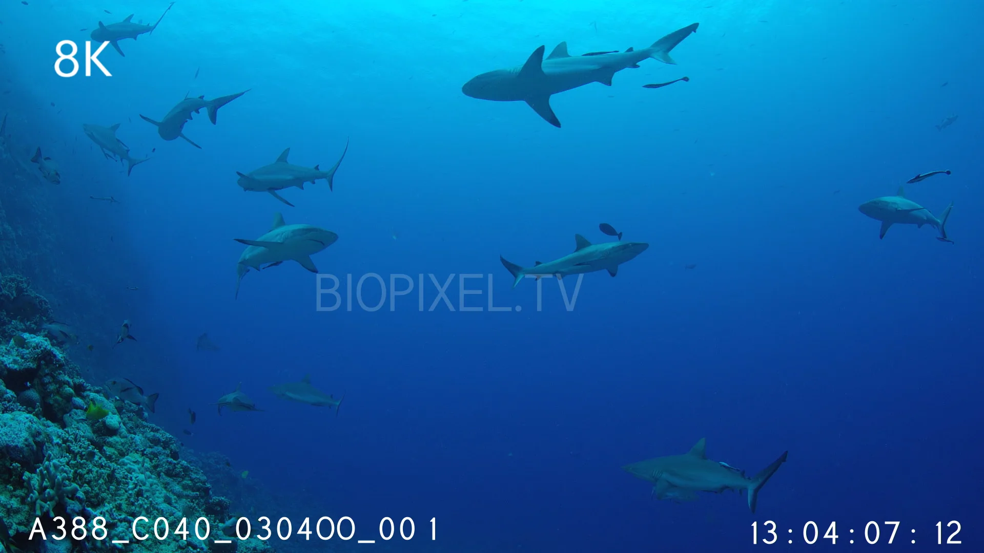 4K Shark Research - Grey Reef Sharks of reef wall wide angle Coral Sea ...