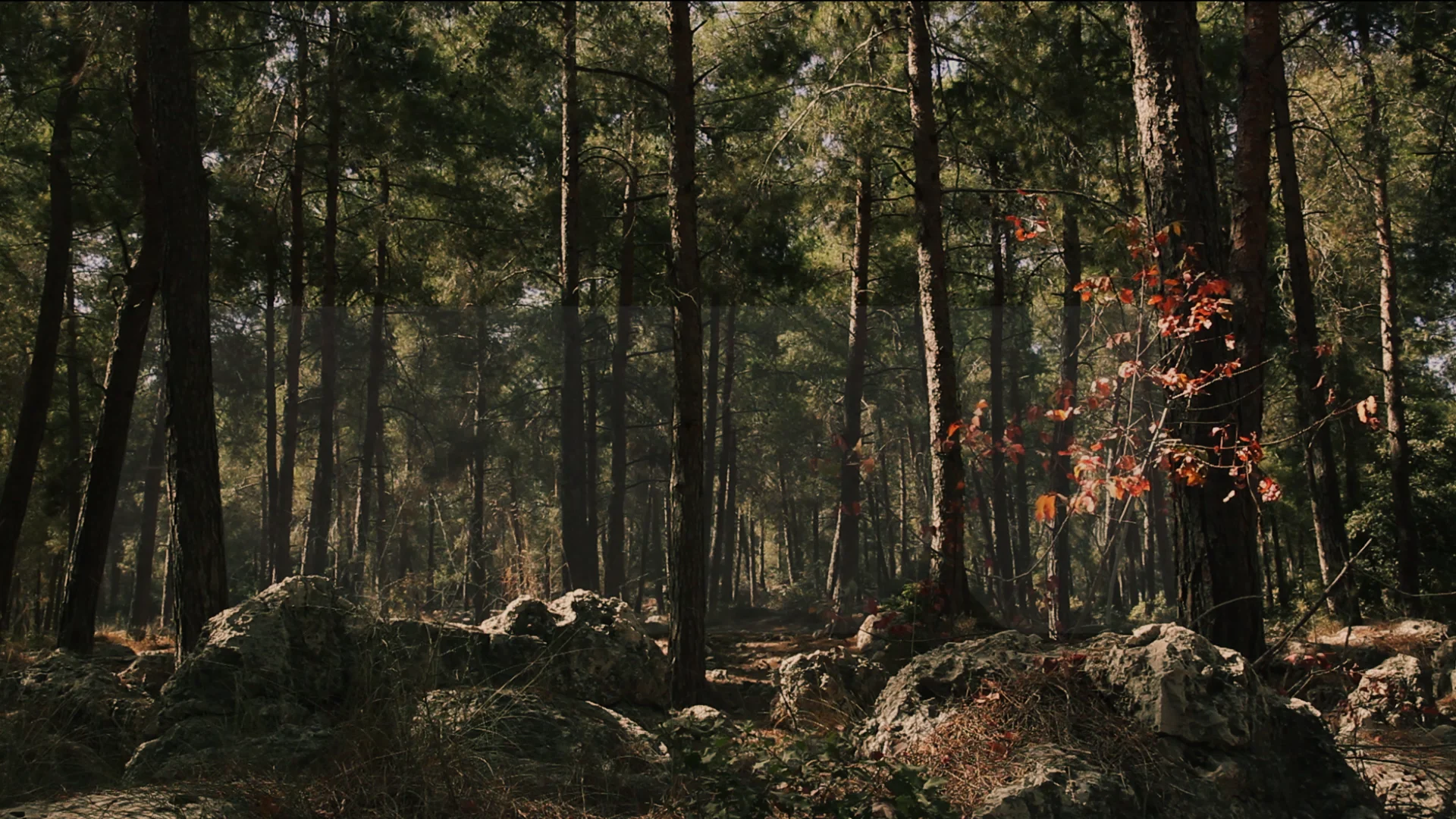 Disrupted Landscape #4 on Vimeo