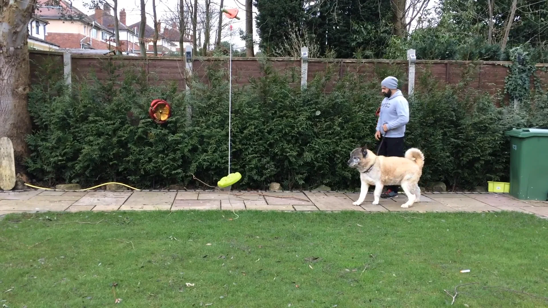 Dog Reference Footage