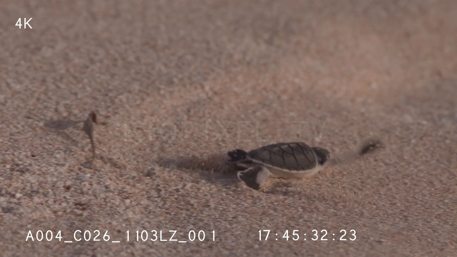 4K Green Sea Turtles Returning to Water - Green sea turtle hatchling ...