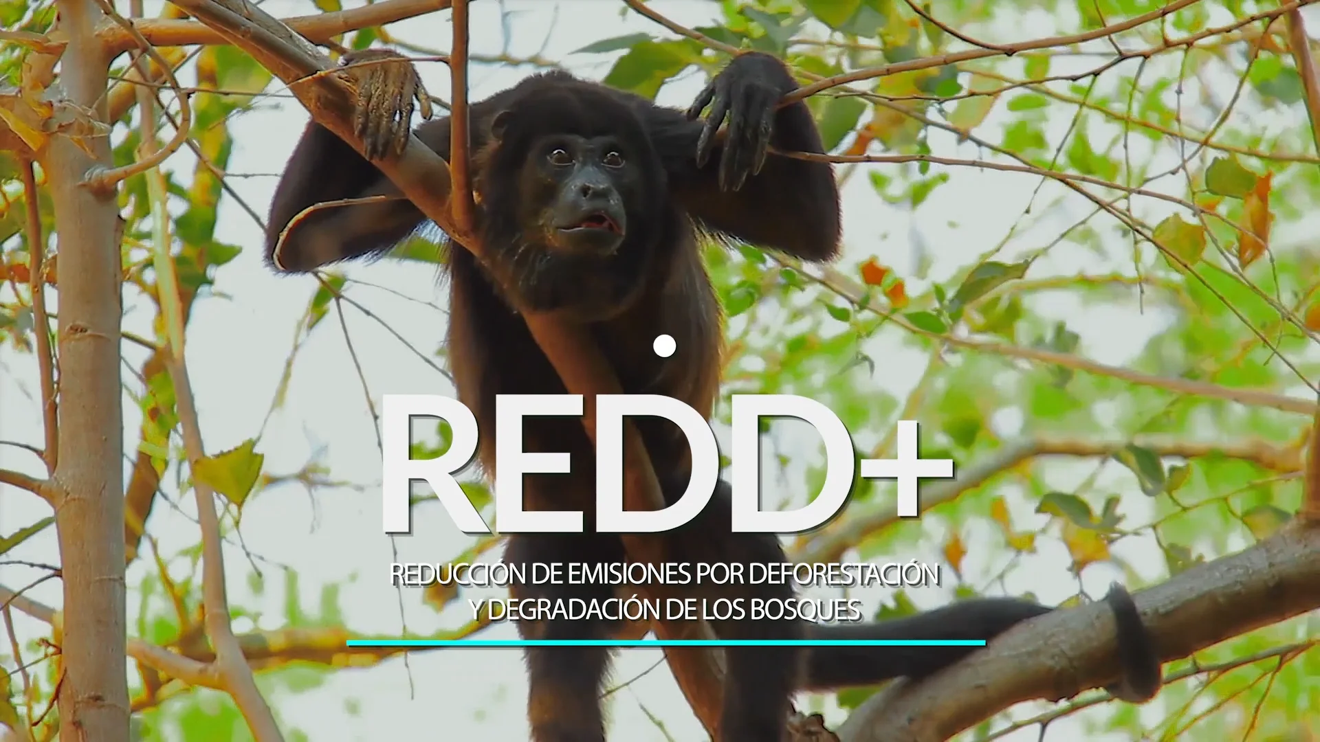 Spot campaña REDD+ / ACOFOP on Vimeo