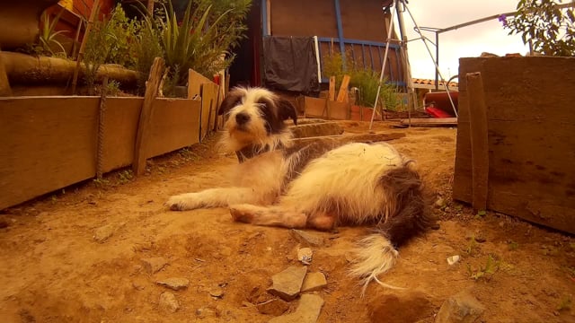 Fauna Dog Domestic Animal - Free video on Pixabay