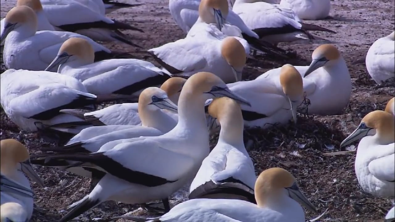 Wildlife Windows 7 Sample Video.mp4 on Vimeo