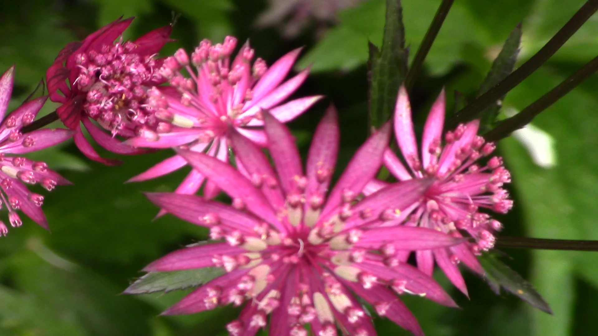 Astrantia Ruby Star on Vimeo