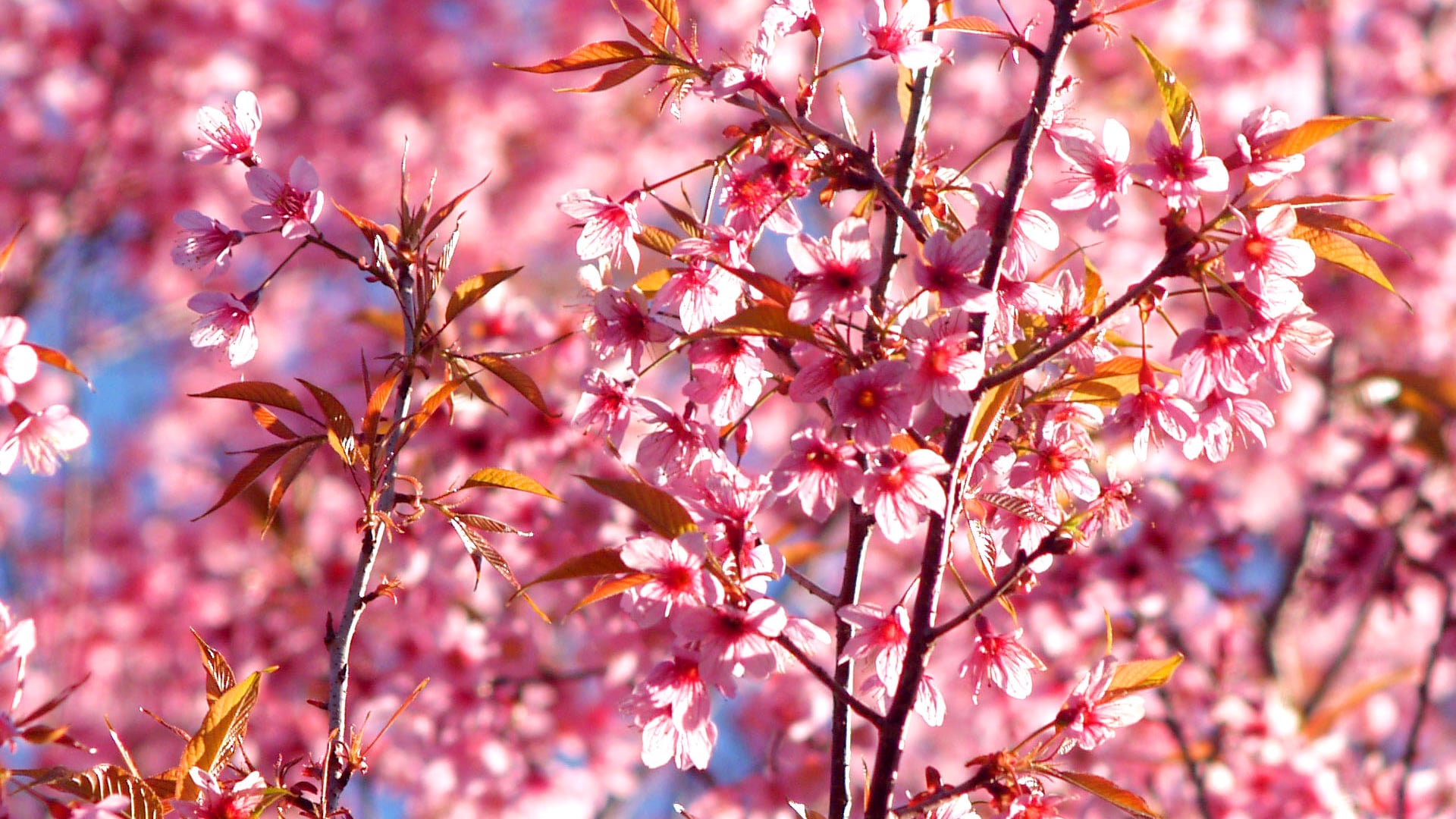 PINK on Vimeo