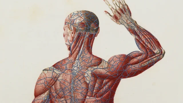 Vessel Body