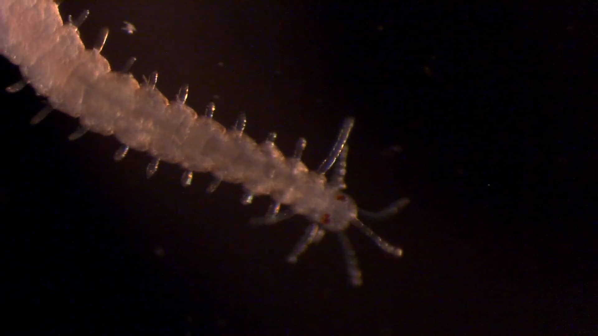 Proceraea penetrans on Vimeo