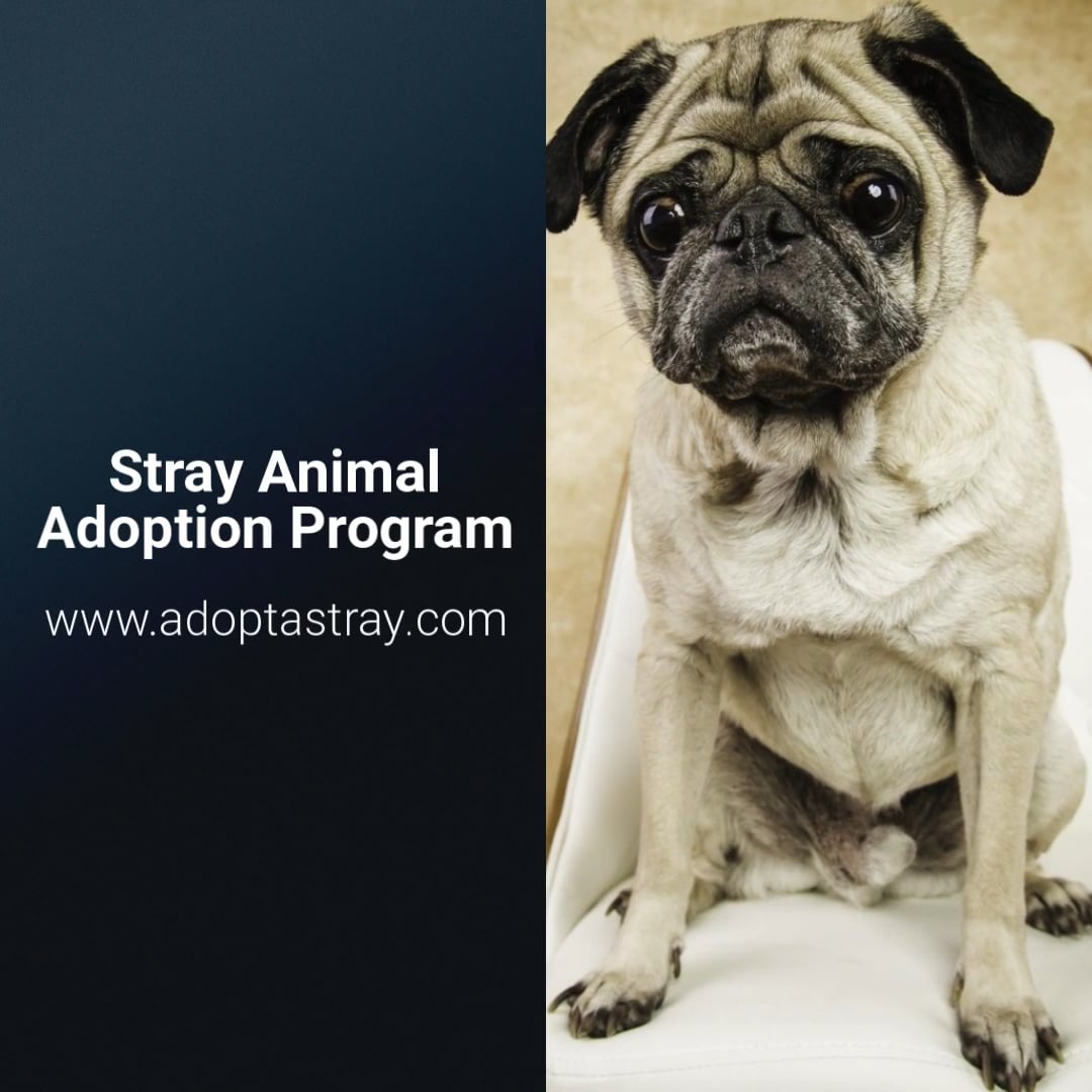 STRAY ANIMAL ADOPTION PROGRAM on Vimeo