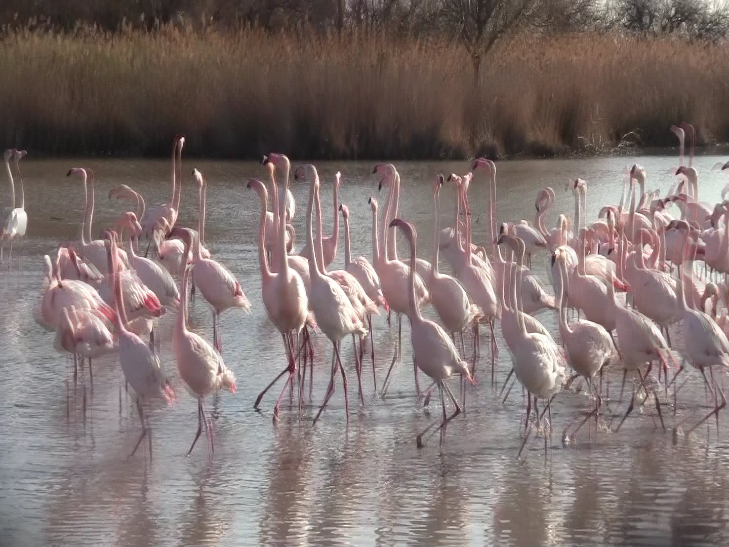 Marching posture in a Greater Flamingo courtship display on Vimeo