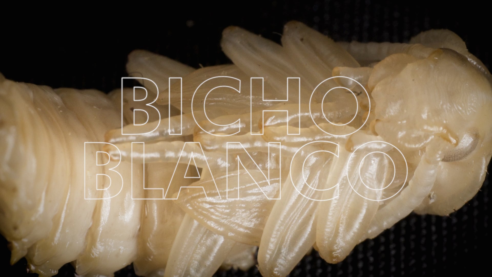 Bicho Blanco - Pasará (Video Oficial) on Vimeo