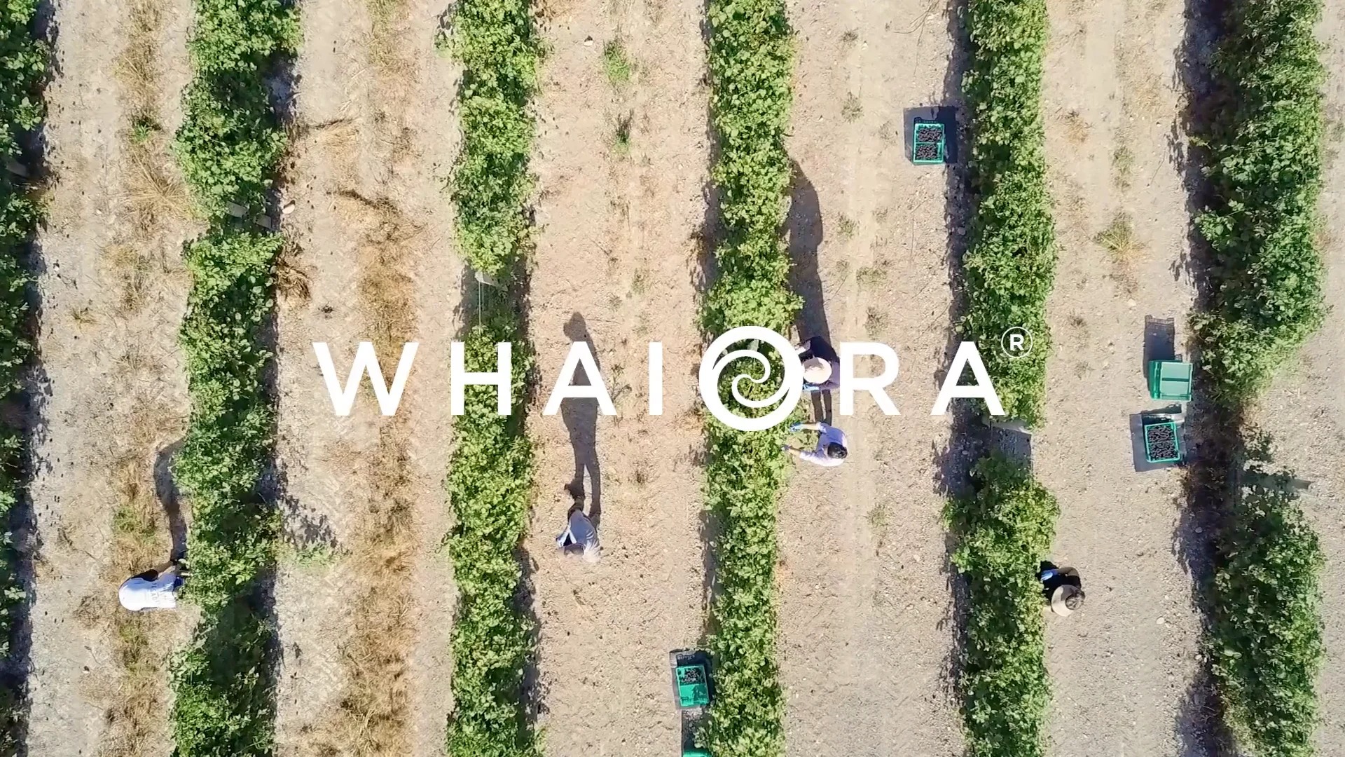 Whaiora on Vimeo