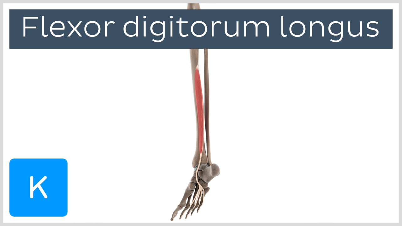 Flexor Digitorum Longus Origin And Insertion