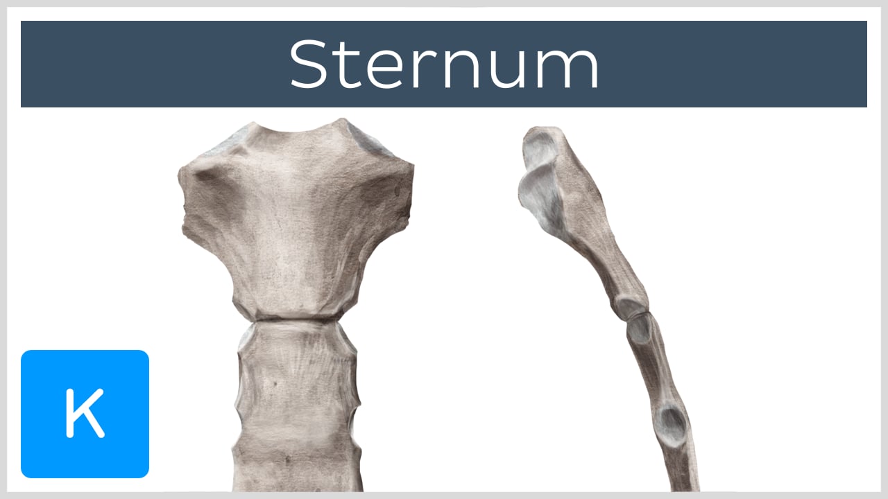 Chondrosternal Joint