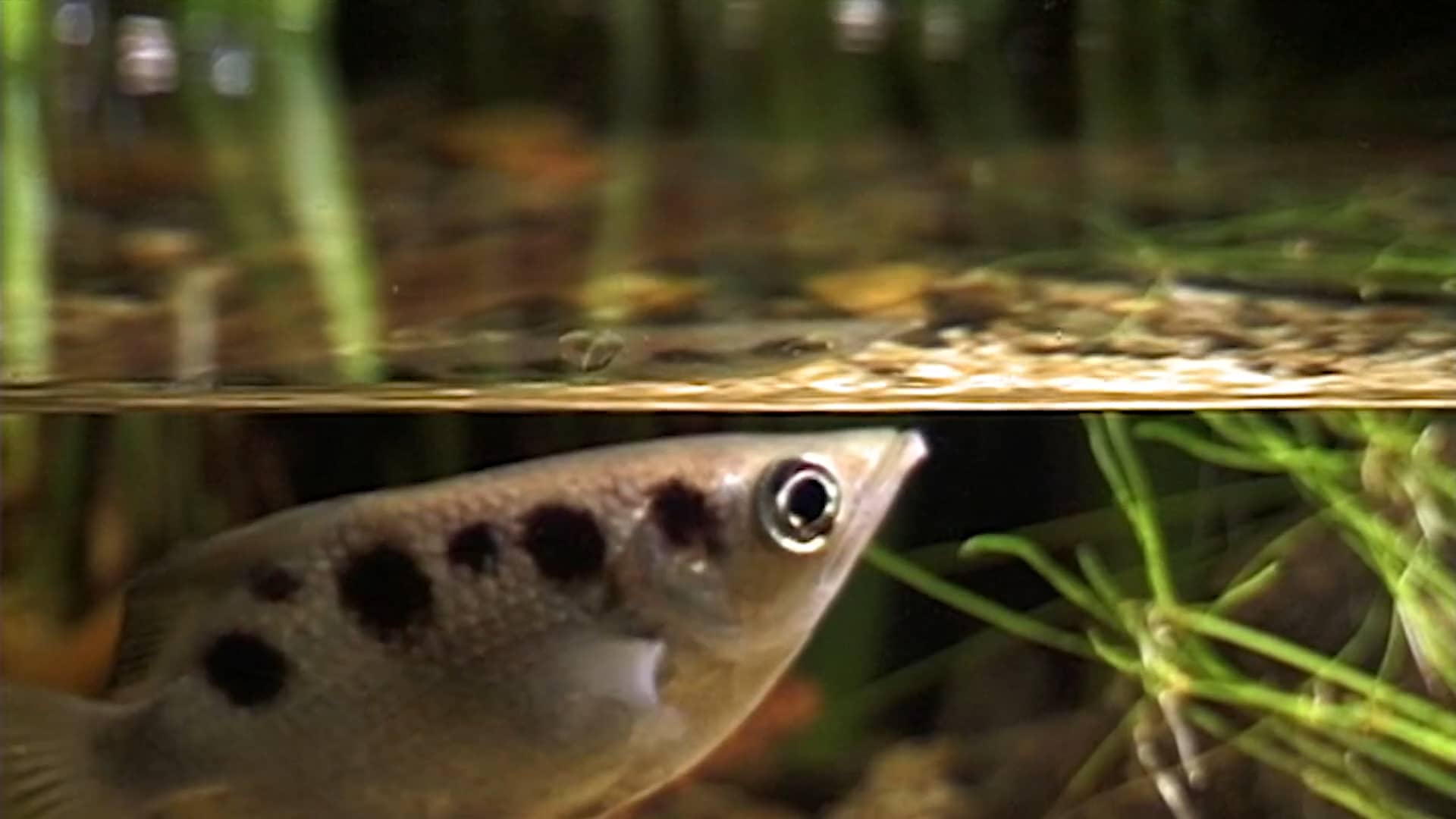 What's That? - Archer Fish on the Hunt on Vimeo
