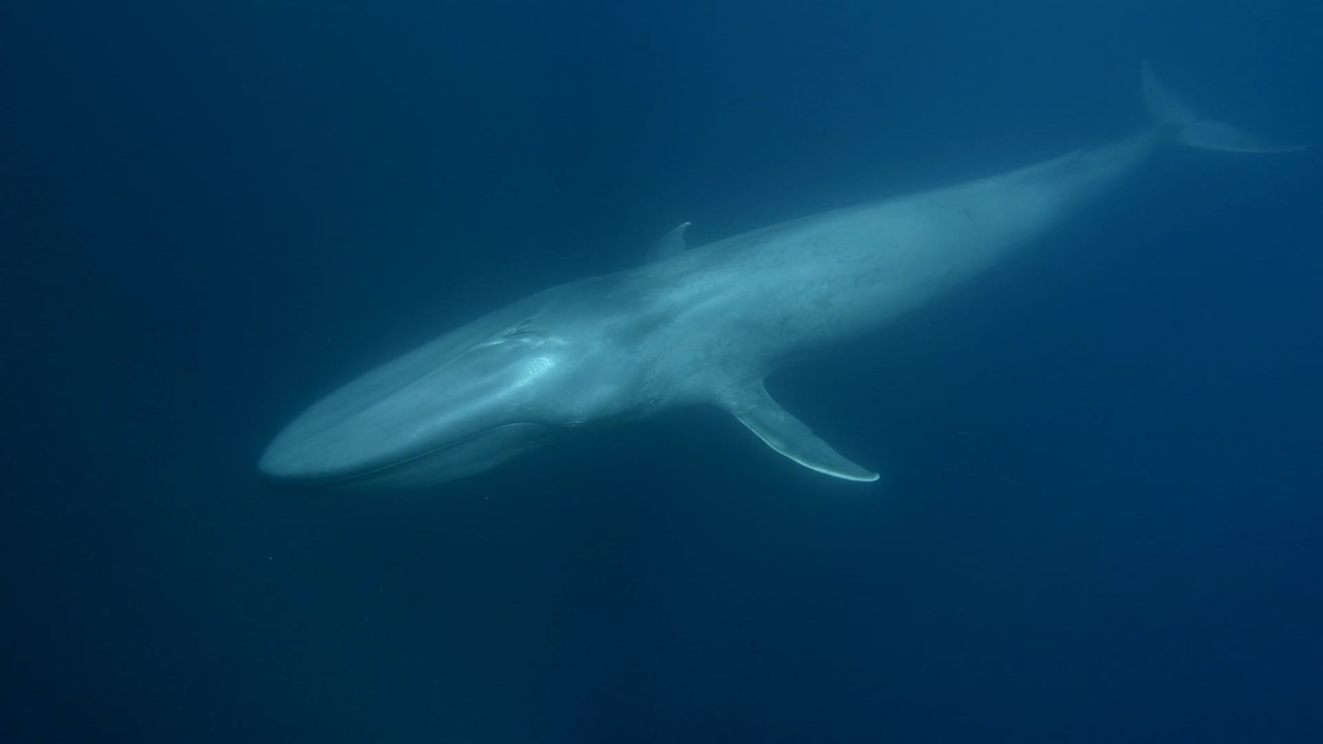 Blue whale sequence from The Hunt: Hunger at Sea on Vimeo