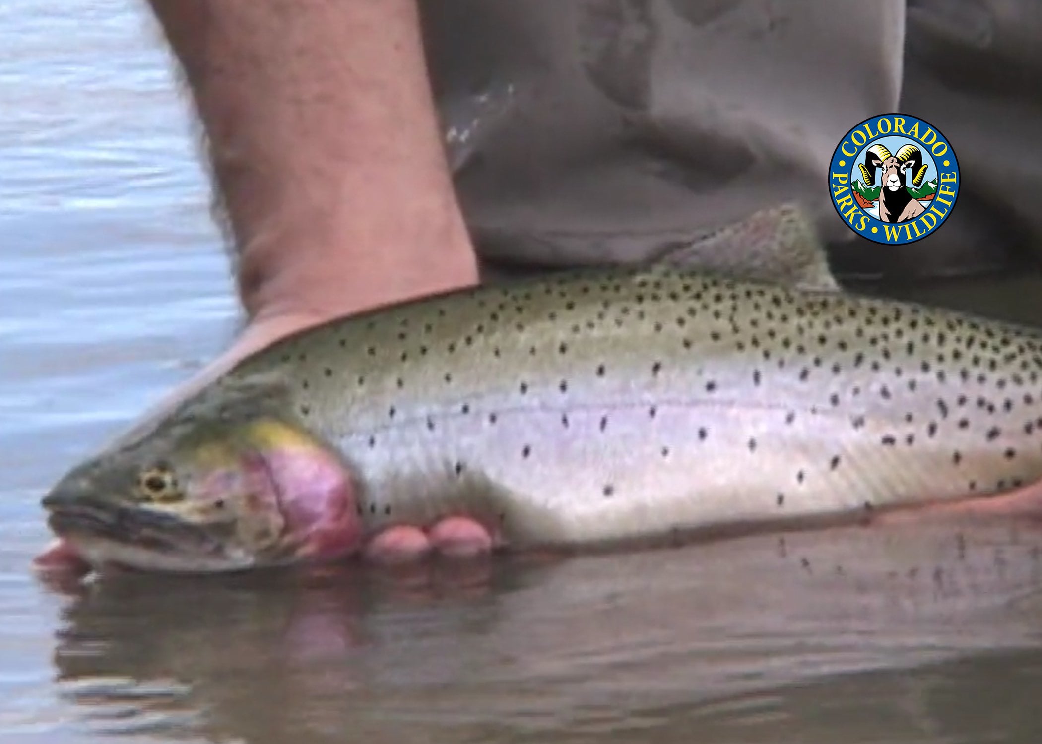 Fly Fishing Colorado - October - Mountain Whitefish on Vimeo
