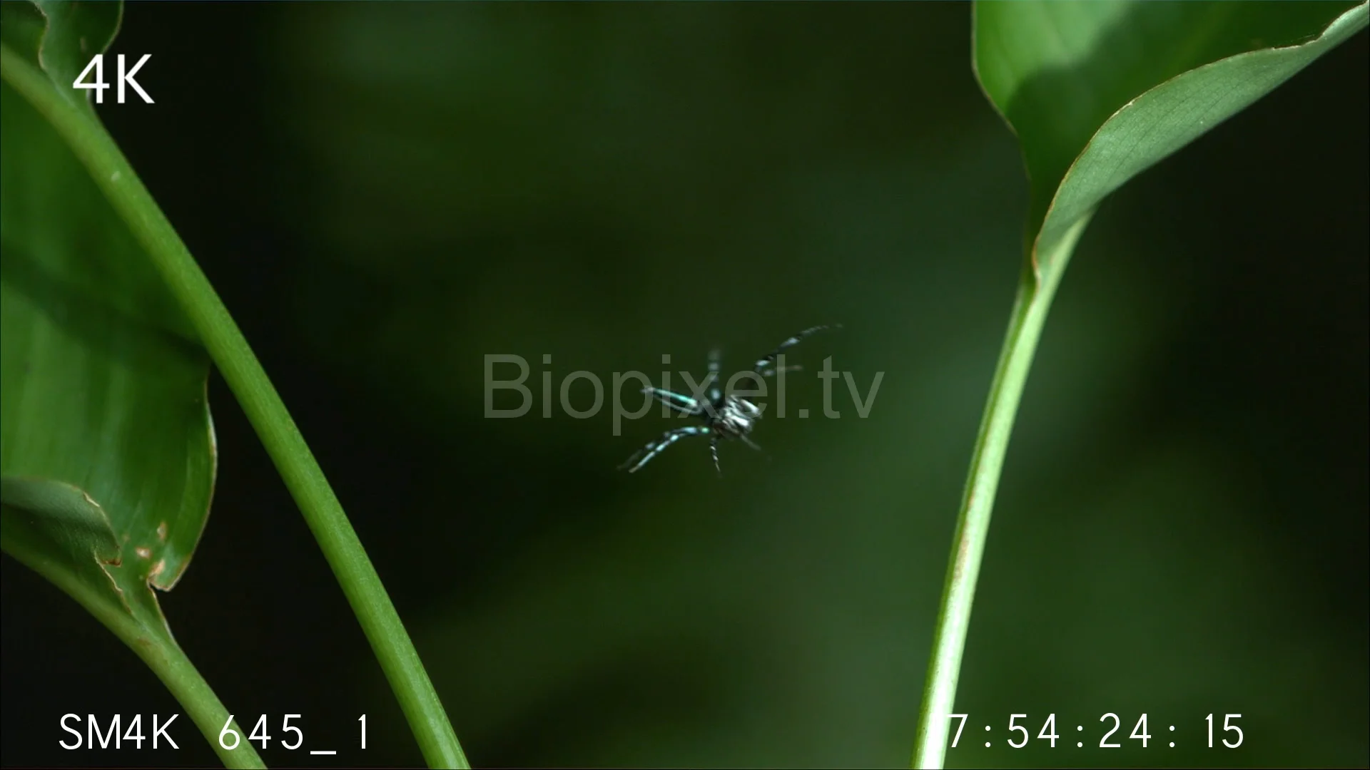 4K Spiders - Jumping Spider slow motion 1000 frames per second 4K on Vimeo