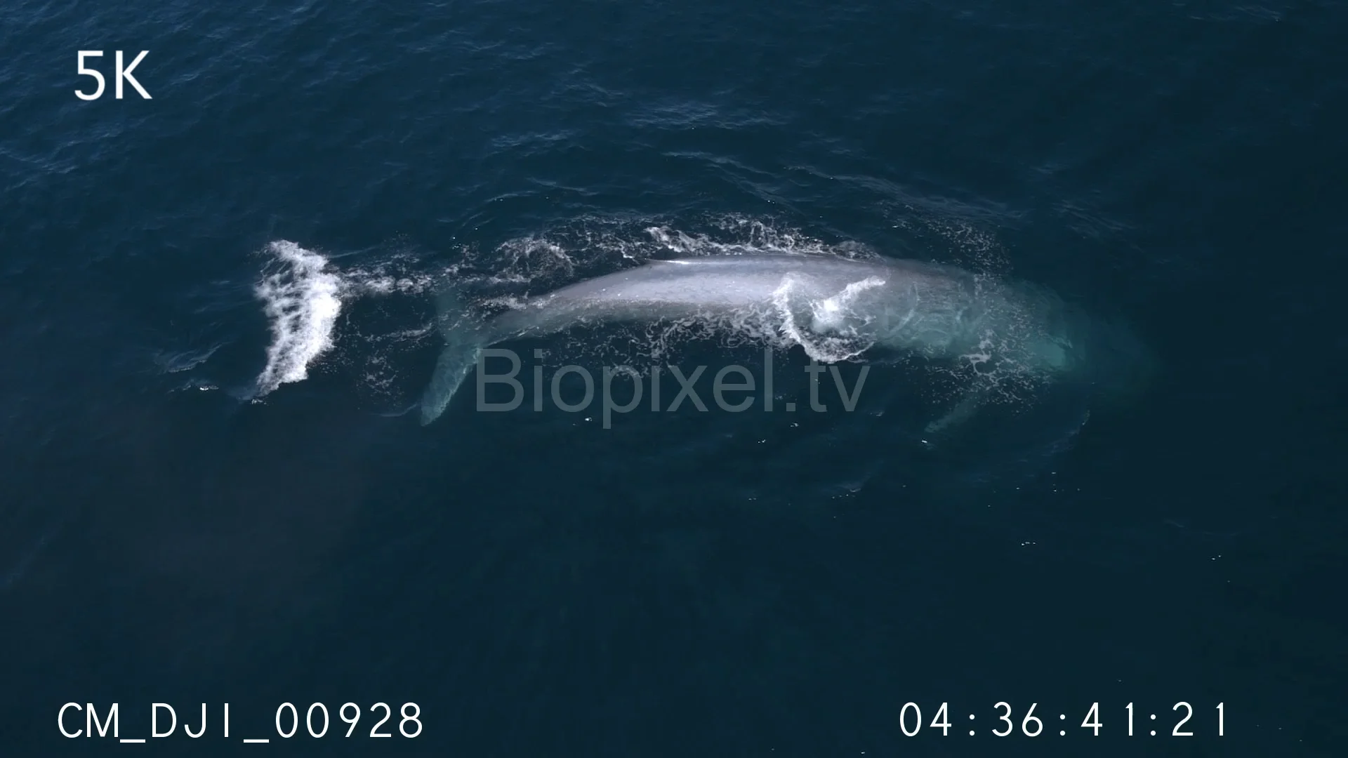 Endangered Species - Aerial - Blue whale 5K 1 on Vimeo
