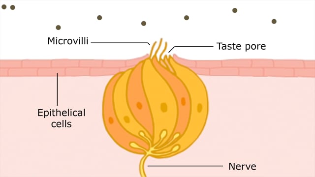 Taste bud in action — Science Learning Hub