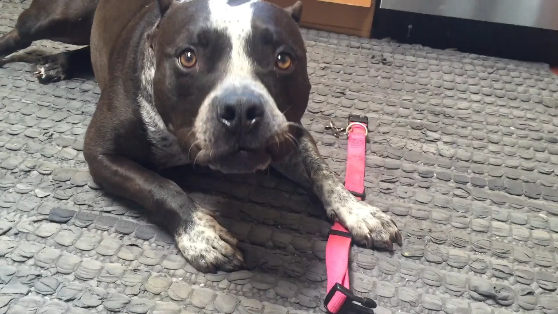 I think Meatball wants to go to Wagville. on Vimeo