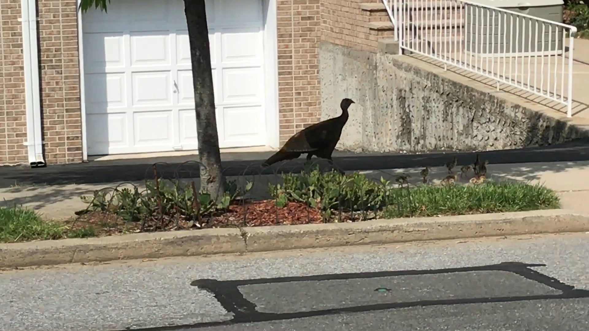 Momma turkey and her chicks on Vimeo