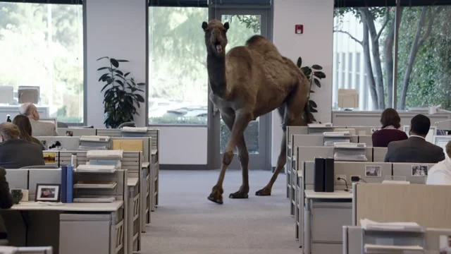 Hump Day Camel Commercial - Happier than a Camel on Wednesday!