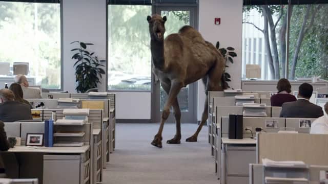 Hump Day Camel Commercial - Happier than a Camel on Wednesday! on Vimeo