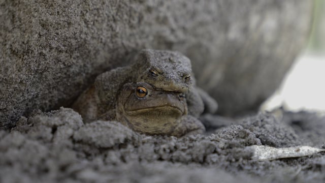 Toad, To Crawl, Crawl. Free Stock Video - Pixabay