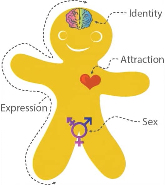 Genderbread Person on Vimeo