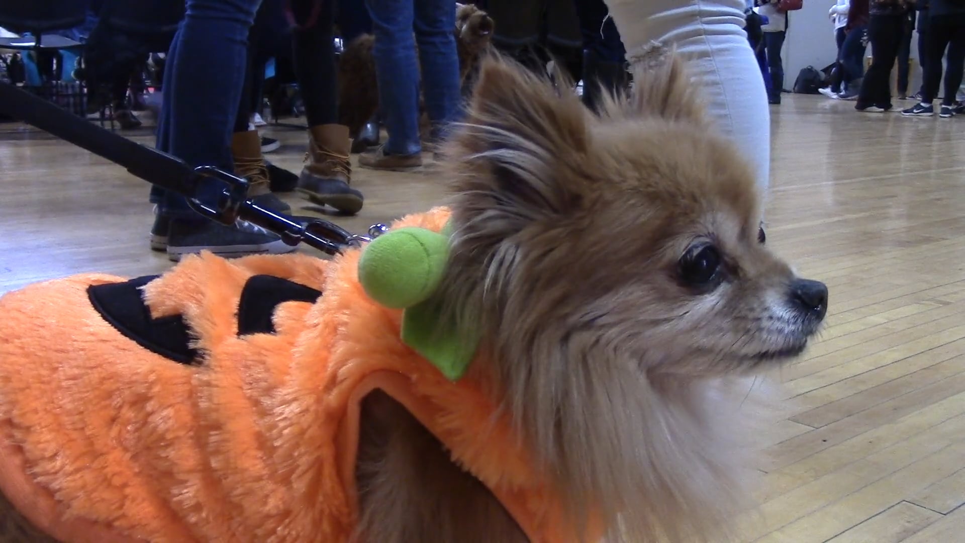 CMU students hold fashion show for dogs on Vimeo