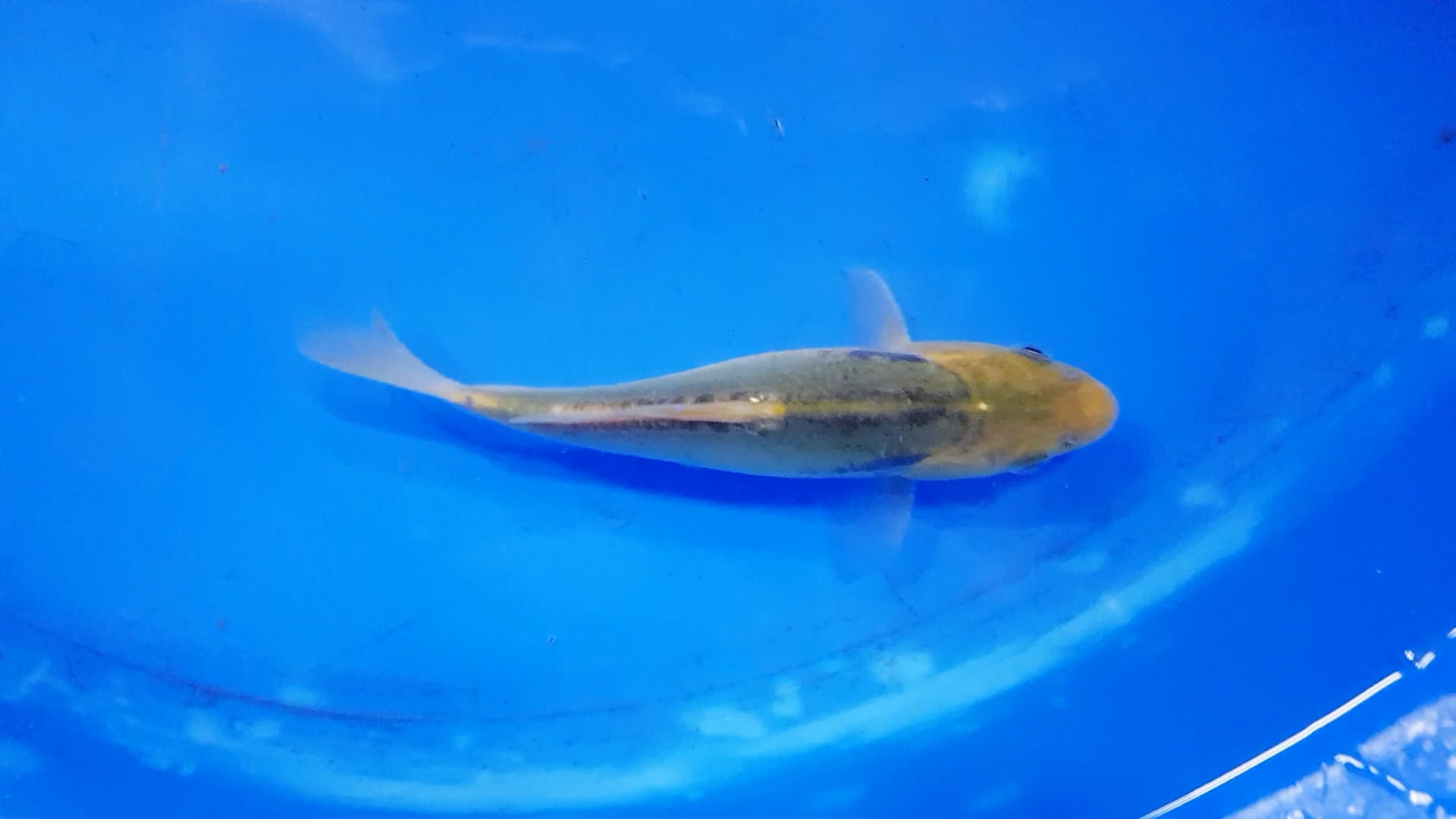 Midorigoi doitsu 403417 on Vimeo