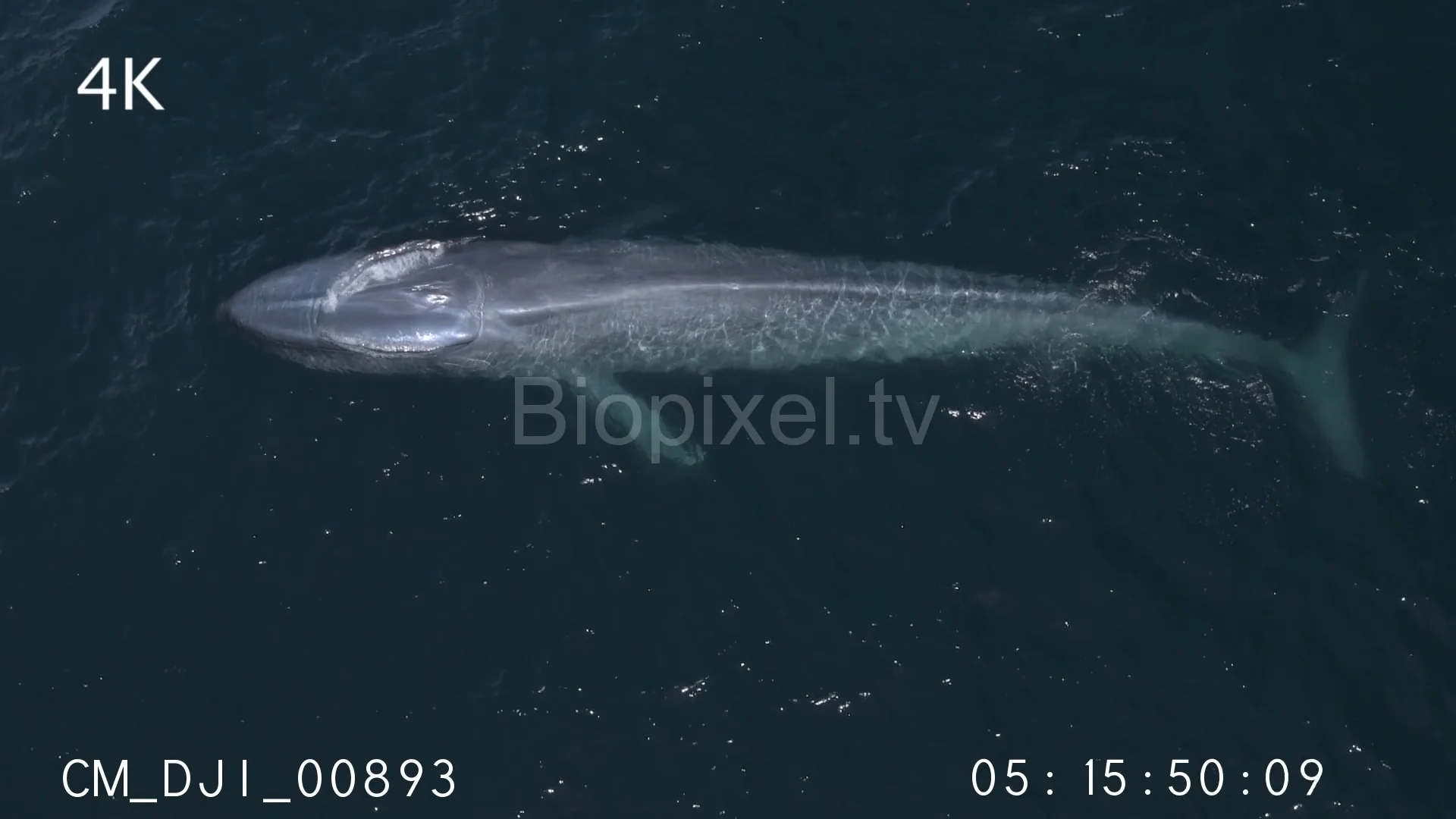 Aerial Animals - Aerial - Blue whale 4K 1 on Vimeo