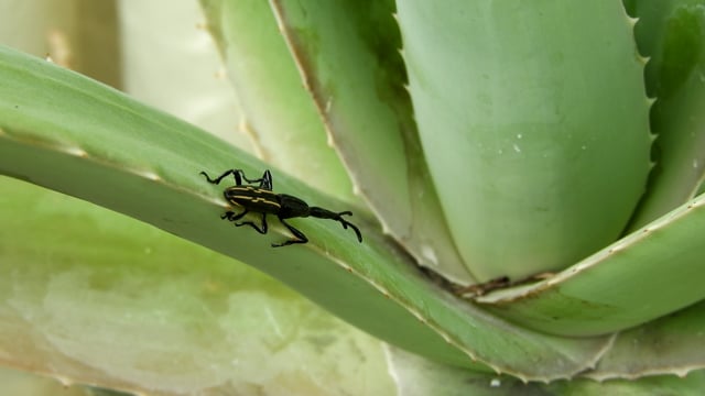 Macro Insect Nature - Free video on Pixabay