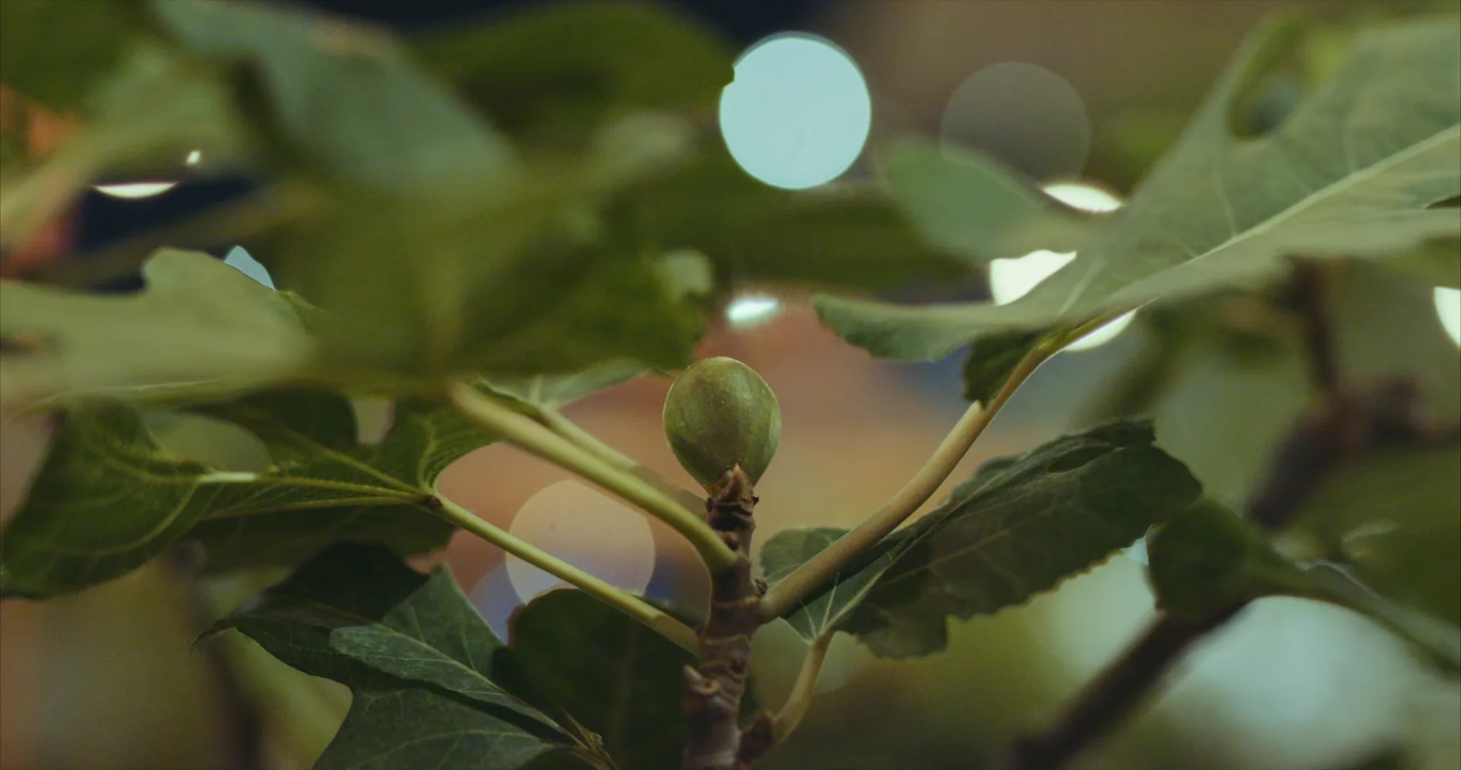 DXB EXPERIMENTS | The Garden - The GARDEN Mood 30s on Vimeo