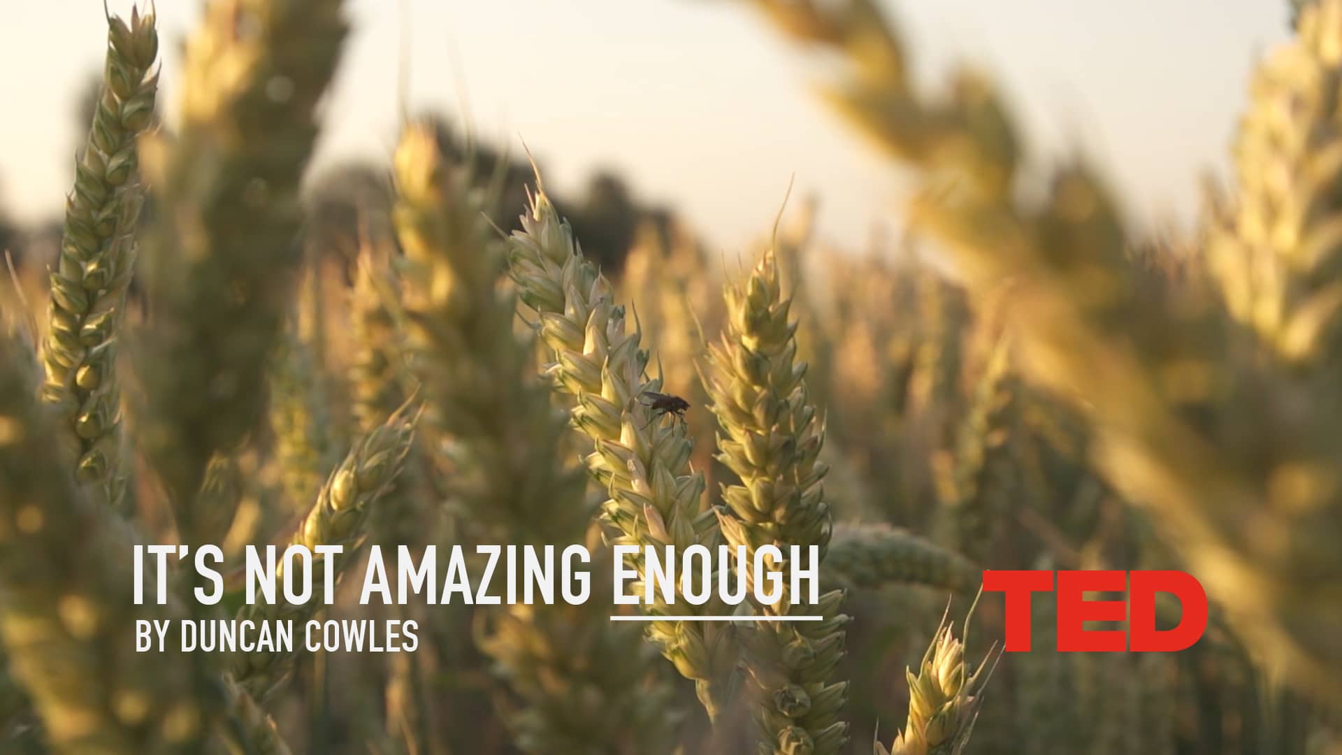 TED: It's Not Amazing Enough on Vimeo