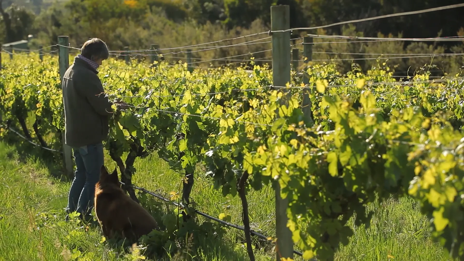Quealy Wines on Vimeo