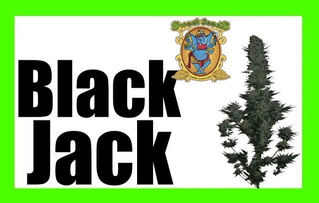 Black Jack Sweet Seeds Produccion Interior Exterior on Vimeo