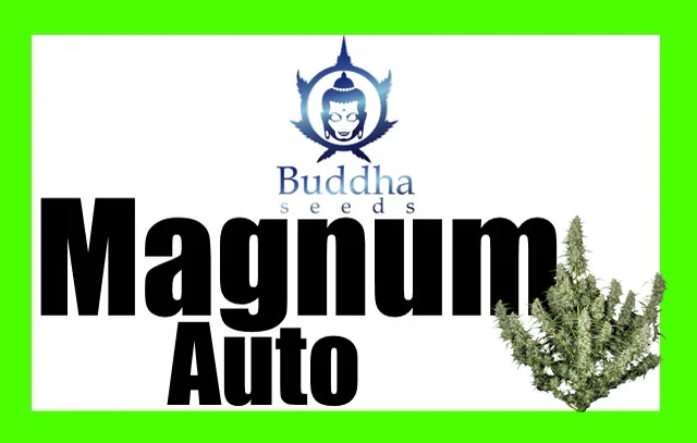 Magnum Auto Buddha Seeds Produccion Interior Exterior on Vimeo