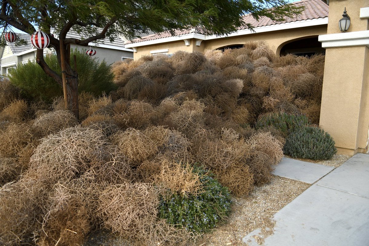 Tumbleweeds attack in California 2018: piles of weeds trapped tens of ...