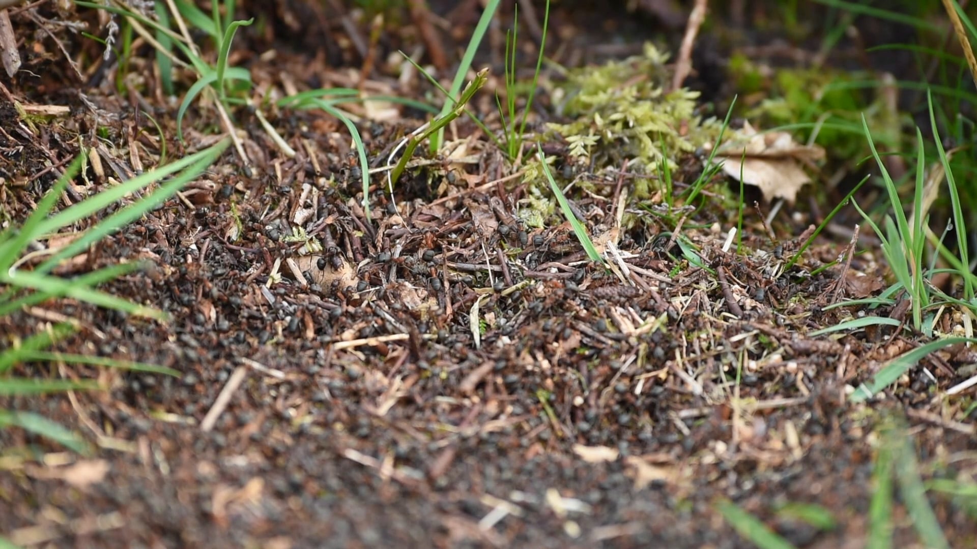 Northern Hairy Wood Ants on Vimeo