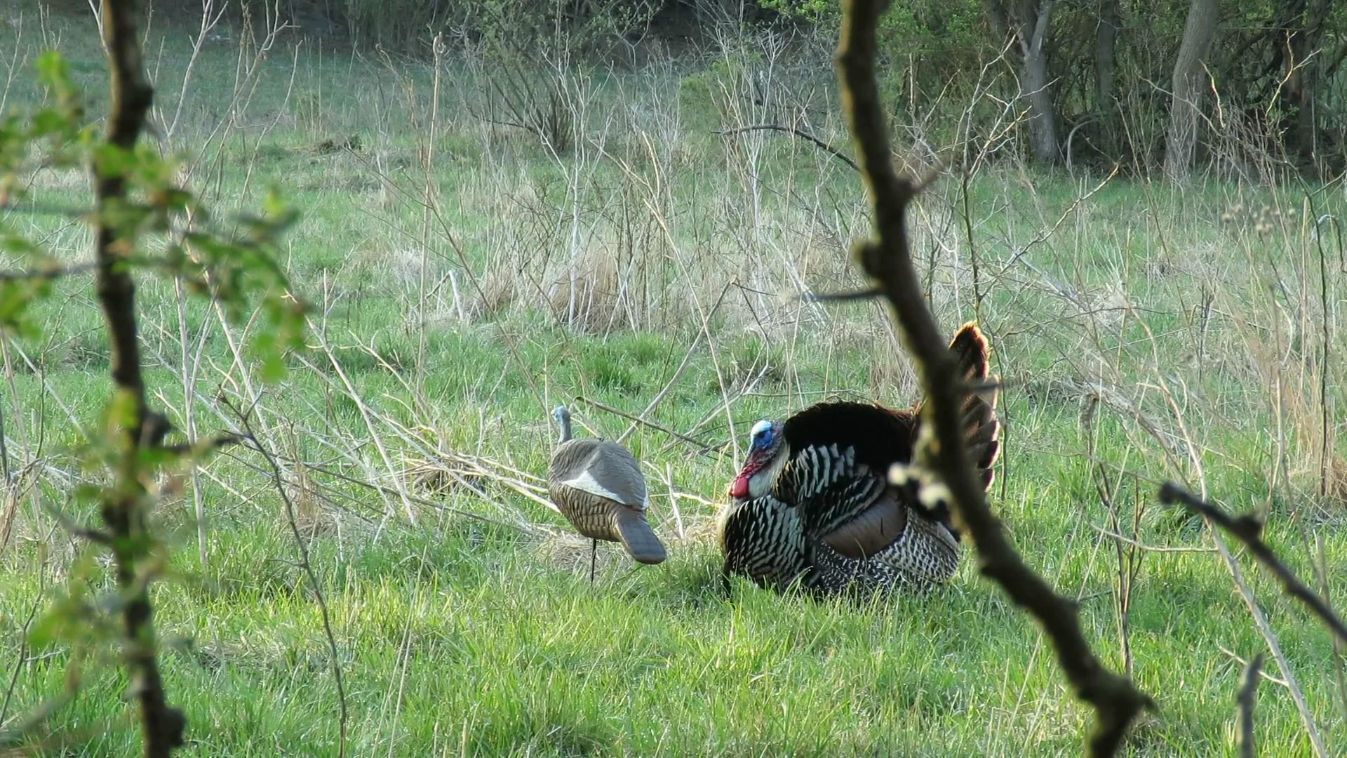 Virginia Turkey Opener 2018 on Vimeo