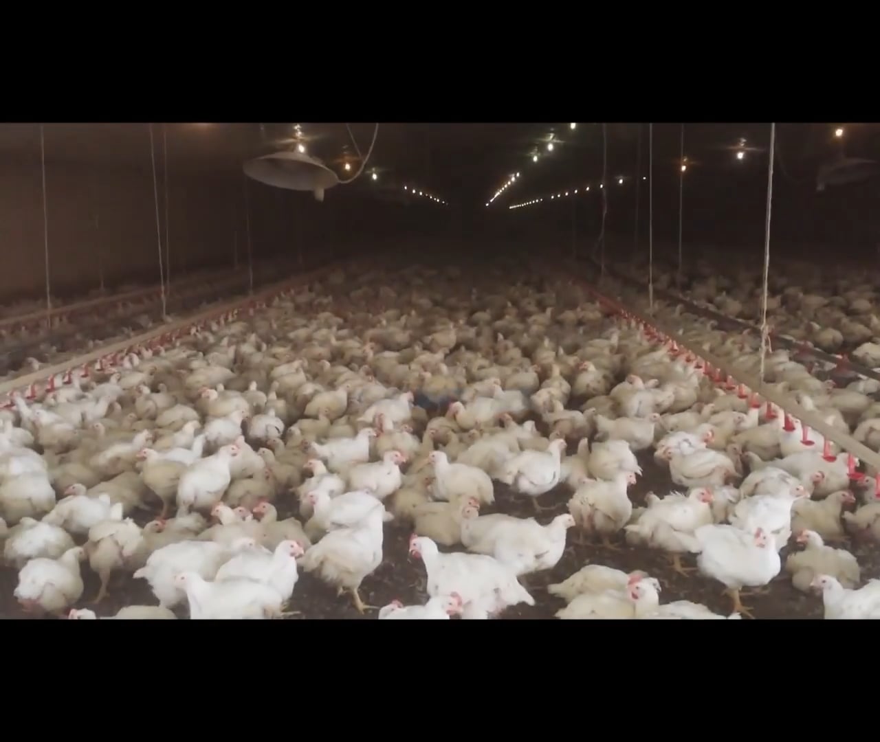 Mercy_For_Animals_Slams_Tyson_Over_Tortured_Chickens.mp4 on Vimeo