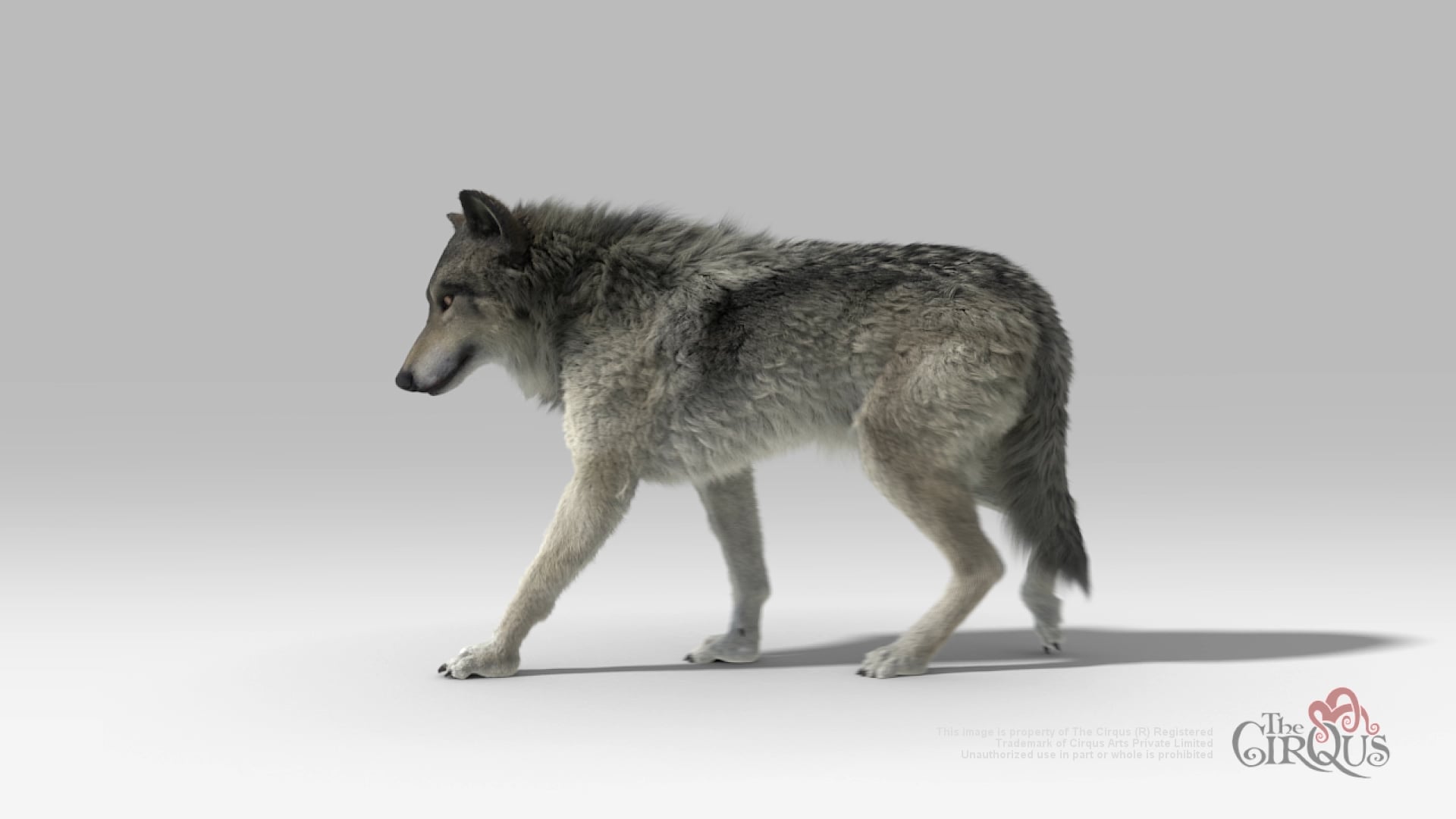 Wolven: CGI Wolf Walk Cycle Breakdown on Vimeo