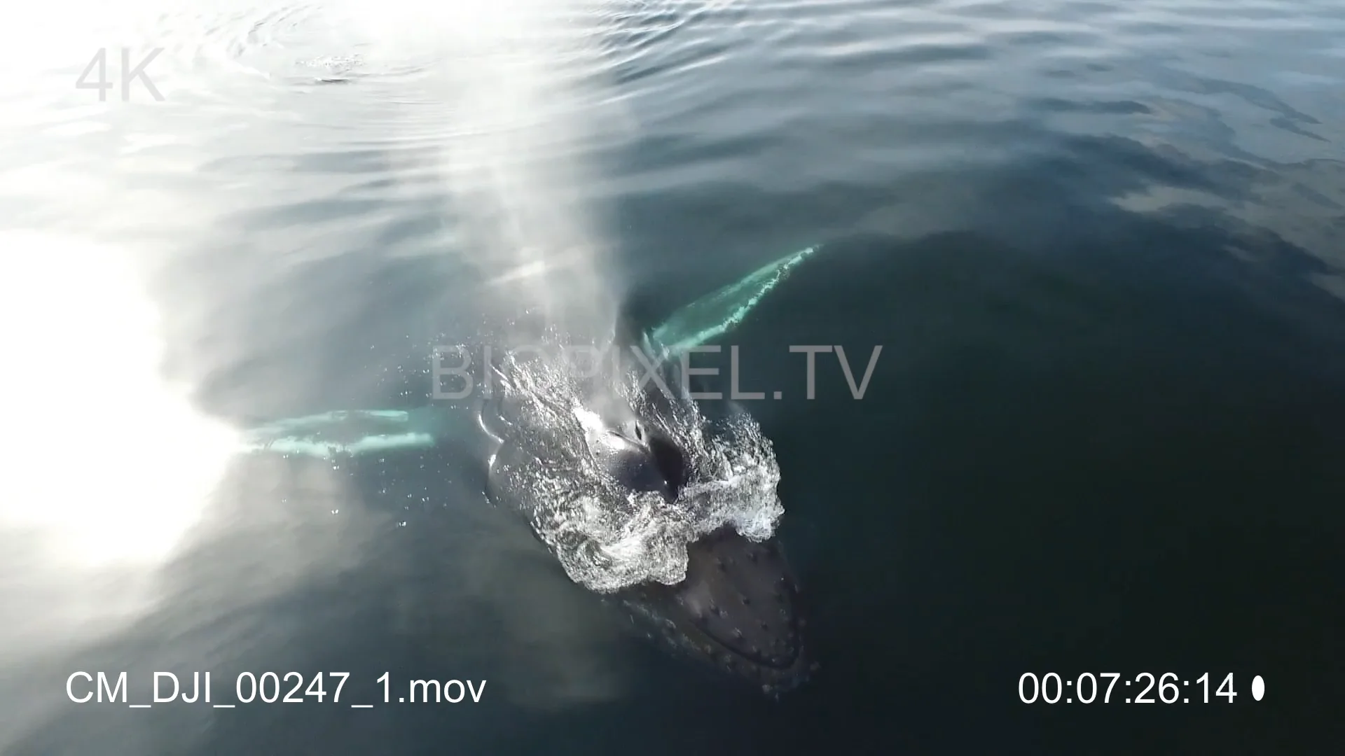 4K Whales Humpback Whale - Aerial - Humpback whales Alaska 4K 2 on Vimeo
